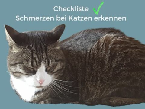 Katze läuft unruhig hin und her und miaut - das steckt dahinter