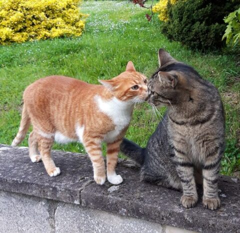 Deine Katze faucht - Warum sie das tut und wie du am besten reagierst