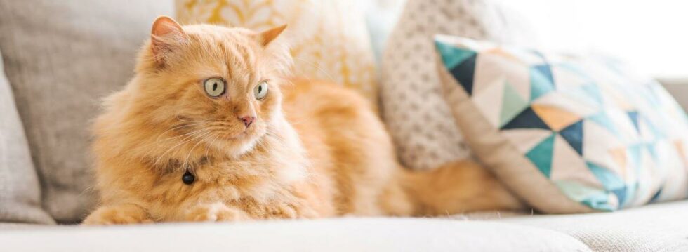 Deine Katze pinkelt auf die Couch? Tipps der Katzenexpertin