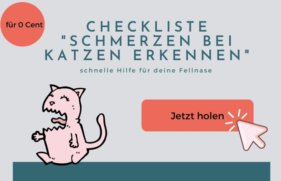 Deine Katze faucht - Warum sie das tut und wie du am besten reagierst