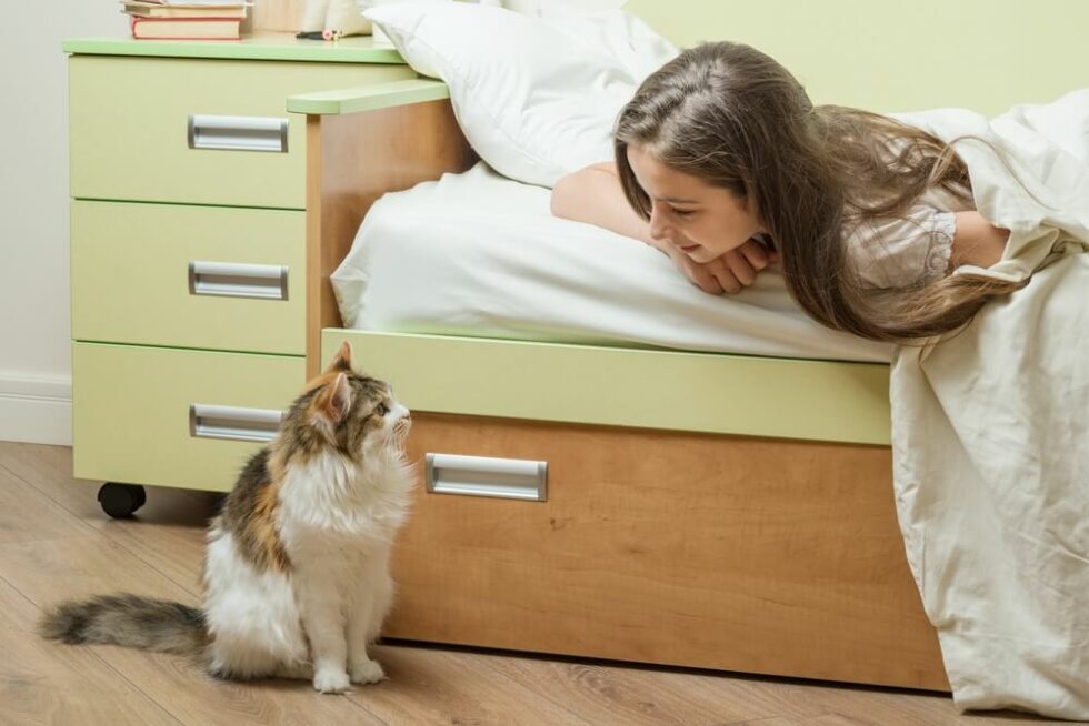 So stärkst du die Bindung zwischen dir und deiner Katze