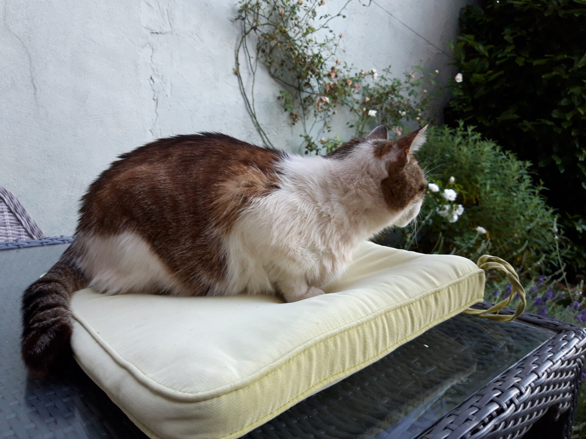 Kauerhaltung Katze: Deshalb sitzt deine Katze so komisch...