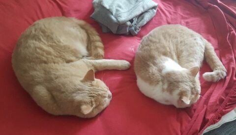 Kauerhaltung Katze: Deshalb sitzt deine Katze so komisch...
