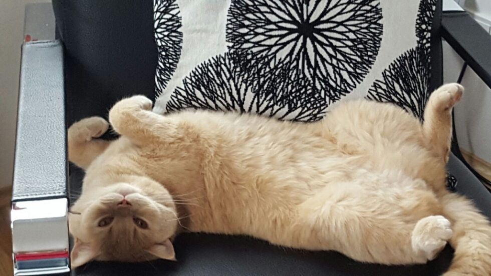 Kauerhaltung Katze: Deshalb sitzt deine Katze so komisch...